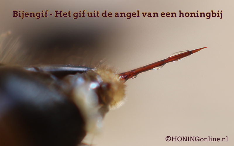 Bijengif: populair als heilzaam middel in bijengifzalf en huidcrème!